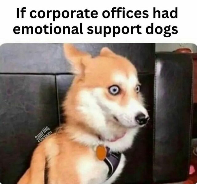40 Funny Memes To Help Cope With Corporate Stress | DeMilked