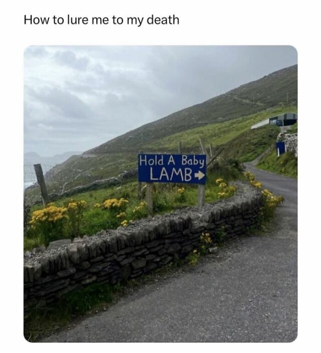 40 ‘Grumpy Animal Memes' For When You Need A Mood-Booster | DeMilked