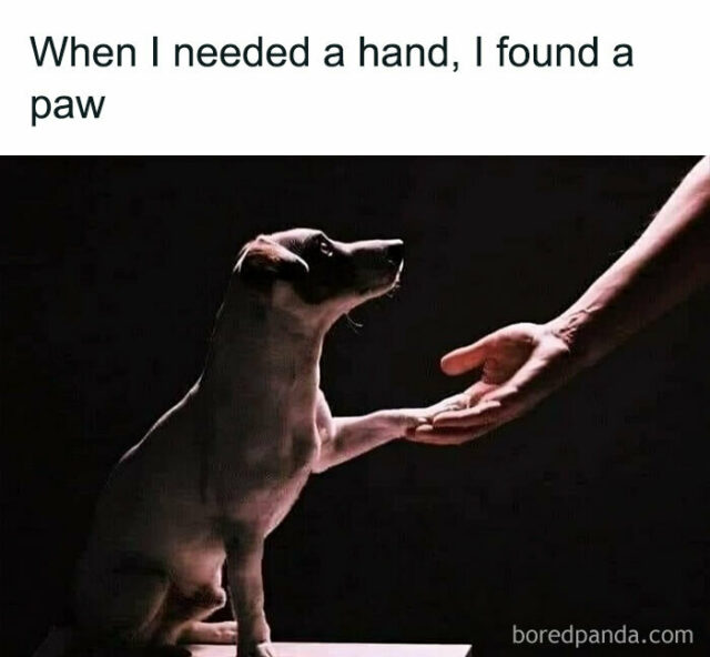 40 ‘Grumpy Animal Memes' For When You Need A Mood-Booster | DeMilked