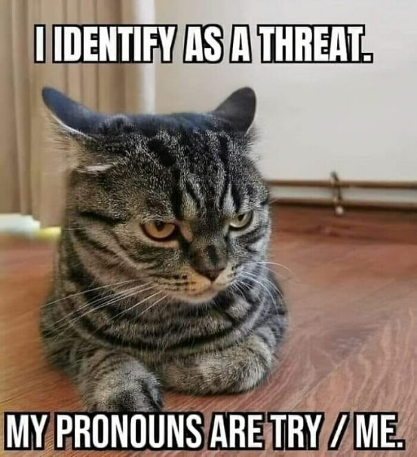 40 ‘Grumpy Animal Memes' For When You Need A Mood-Booster | DeMilked