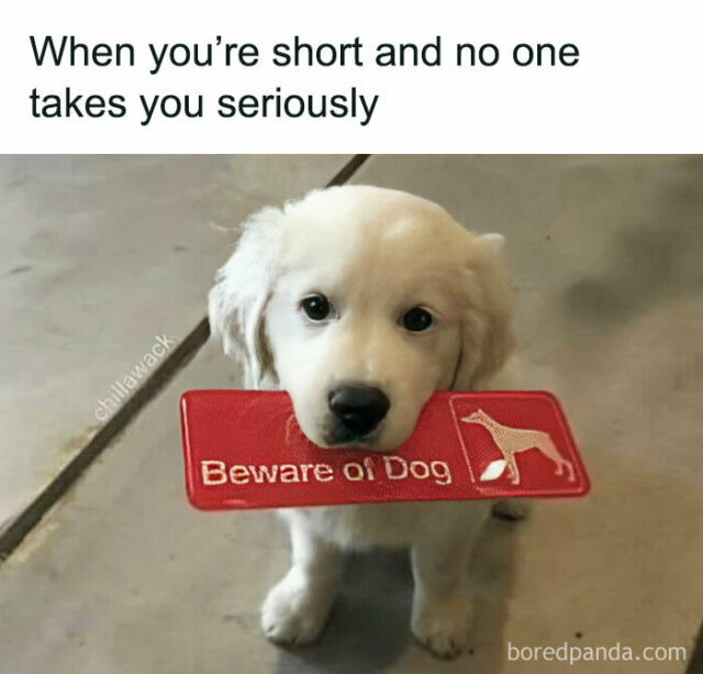 40 ‘Grumpy Animal Memes' For When You Need A Mood-Booster | DeMilked