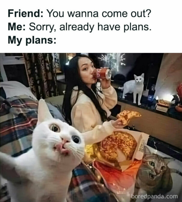 40 ‘Grumpy Animal Memes' For When You Need A Mood-Booster | DeMilked