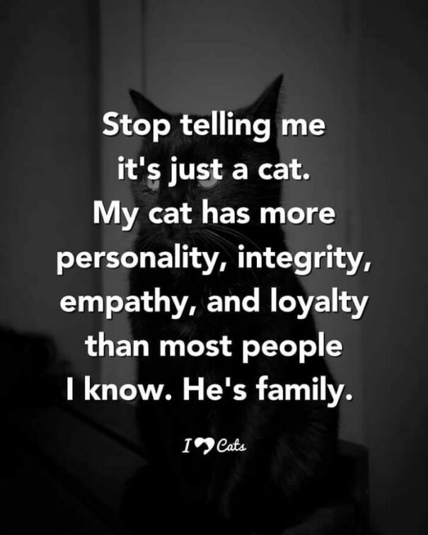 40 ‘Grumpy Animal Memes' For When You Need A Mood-Booster | DeMilked