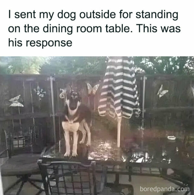 40 ‘Grumpy Animal Memes' For When You Need A Mood-Booster | DeMilked