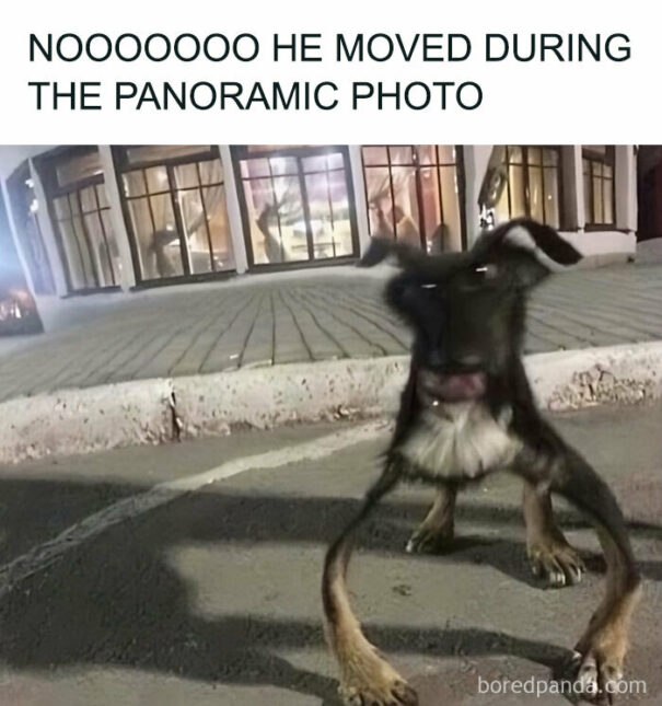 40 ‘Grumpy Animal Memes' For When You Need A Mood-Booster | DeMilked