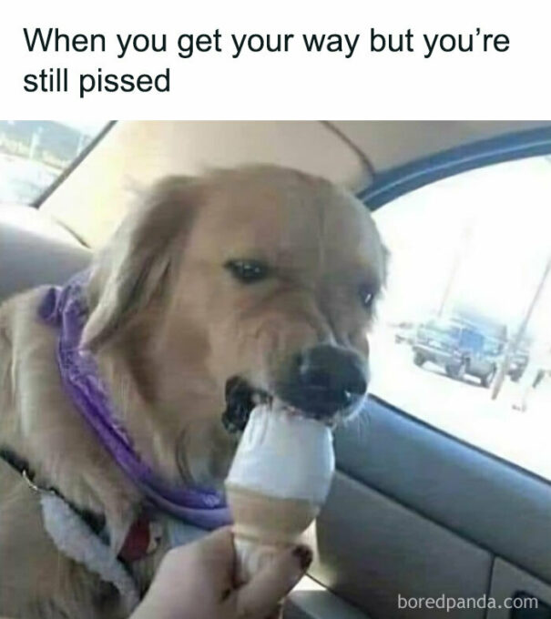 40 ‘Grumpy Animal Memes' For When You Need A Mood-Booster | DeMilked