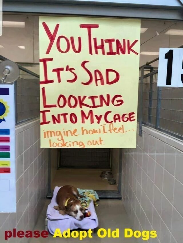 40 ‘Grumpy Animal Memes' For When You Need A Mood-Booster | DeMilked