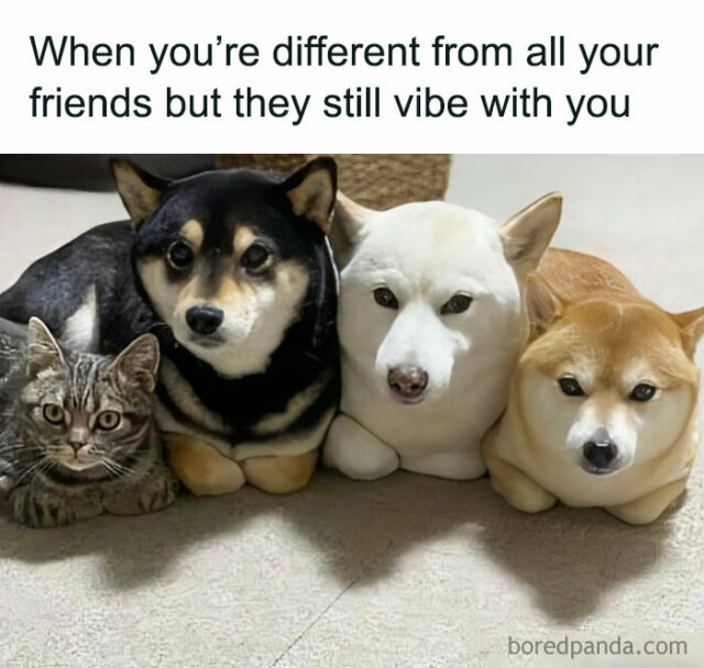 40 ‘Grumpy Animal Memes' For When You Need A Mood-Booster | DeMilked