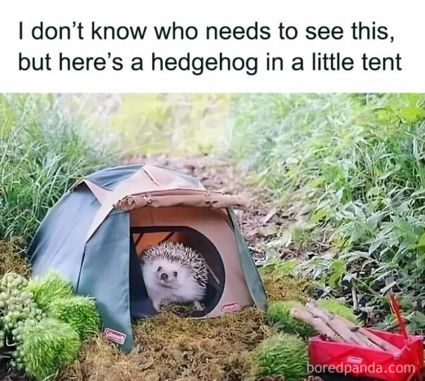 40 ‘Grumpy Animal Memes' For When You Need A Mood-Booster | DeMilked