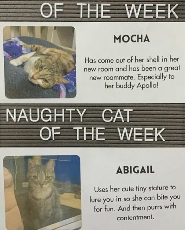 40 ‘Grumpy Animal Memes' For When You Need A Mood-Booster | DeMilked