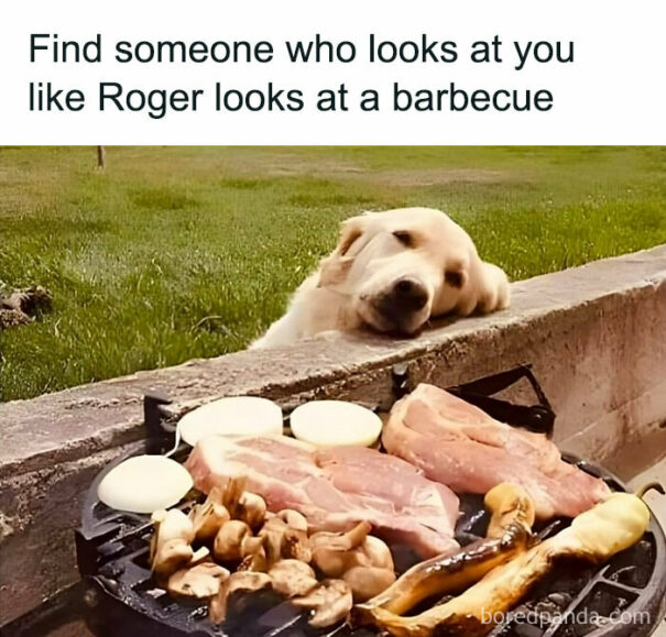 40 ‘Grumpy Animal Memes' For When You Need A Mood-Booster | DeMilked