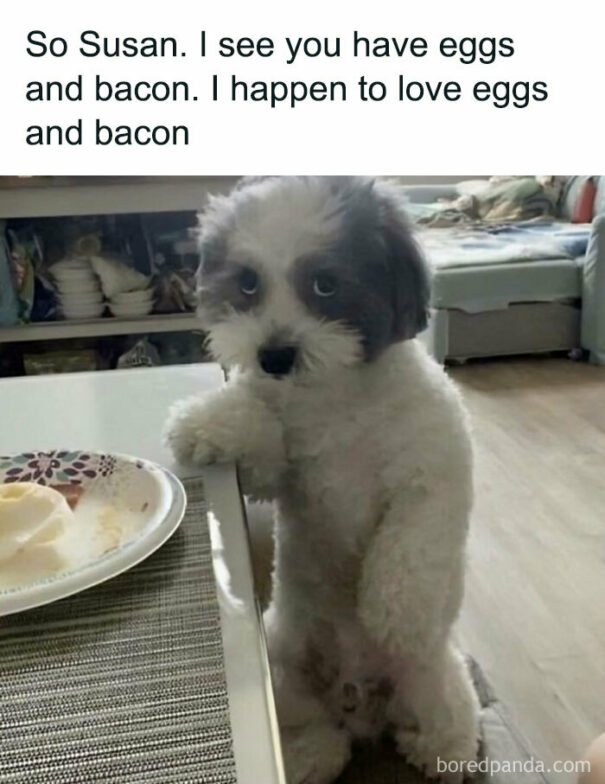 40 ‘Grumpy Animal Memes' For When You Need A Mood-Booster | DeMilked