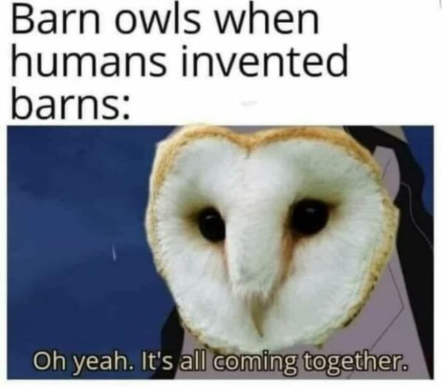 40 ‘Grumpy Animal Memes' For When You Need A Mood-Booster | DeMilked