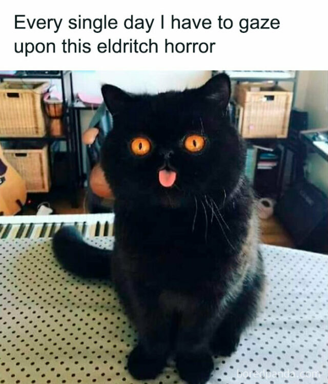 35 Memes Cat Lovers Wish They Could Tag Their Fluffy Feline Friends In ...