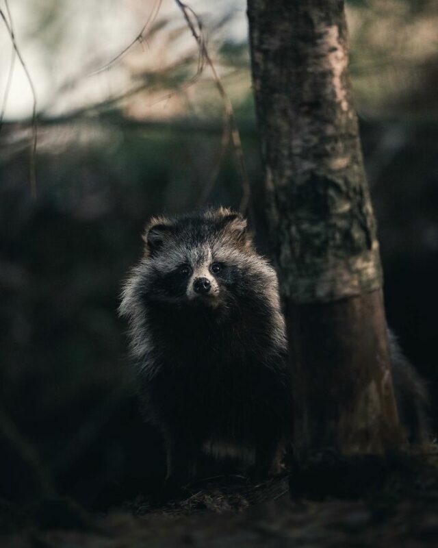 30 captivating close-ups of wilderness creatures by Konsta Punkka ...