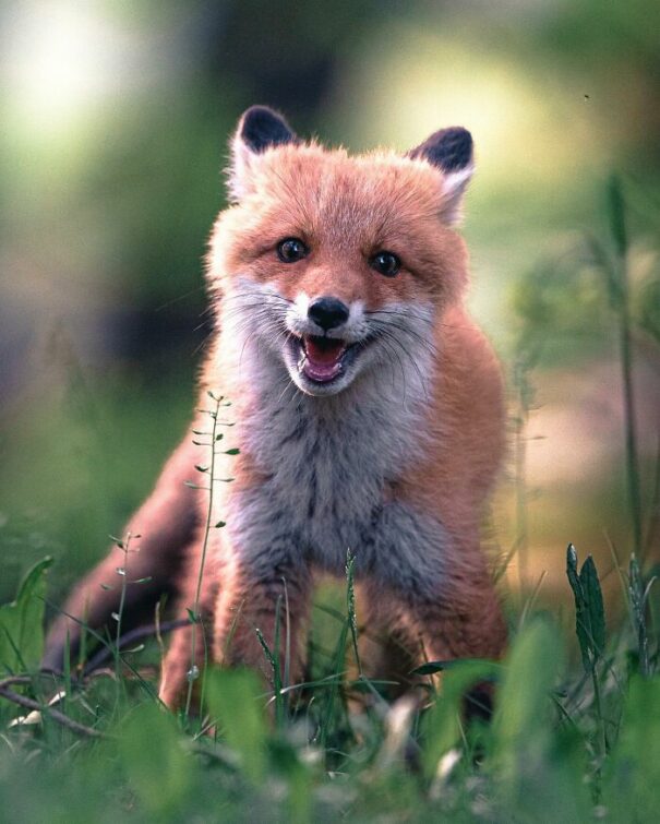 30 captivating close-ups of wilderness creatures by Konsta Punkka ...