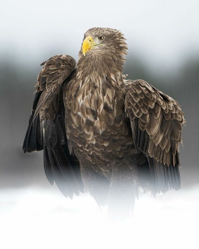 30 captivating close-ups of wilderness creatures by Konsta Punkka ...