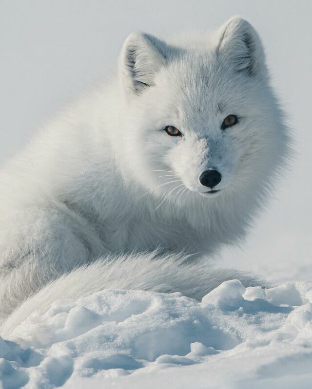 30 captivating close-ups of wilderness creatures by Konsta Punkka ...