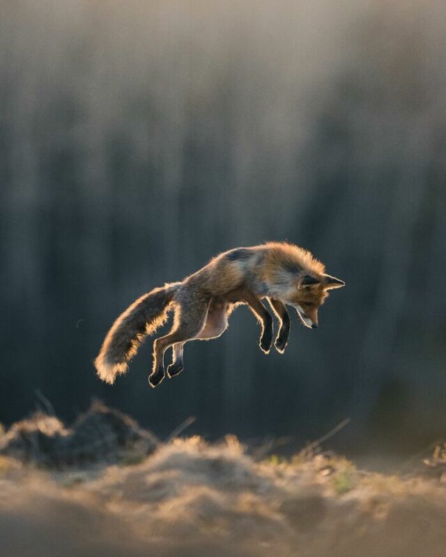 30 captivating close-ups of wilderness creatures by Konsta Punkka ...