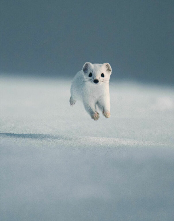30 captivating close-ups of wilderness creatures by Konsta Punkka ...