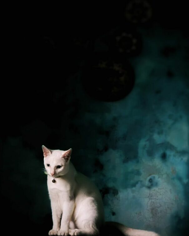 25 Photos Of Felines That Look Like “Accidental Renaissance Cats ...