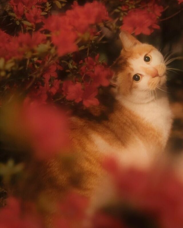 25 Photos Of Felines That Look Like “Accidental Renaissance Cats ...