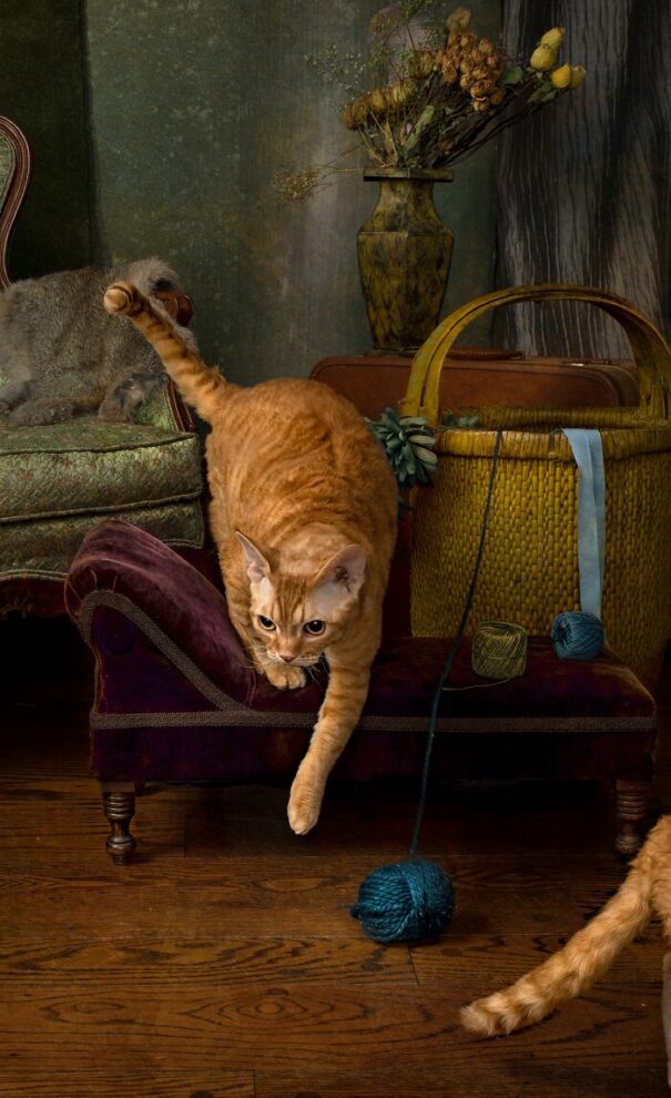 25 Photos Of Felines That Look Like “Accidental Renaissance Cats ...