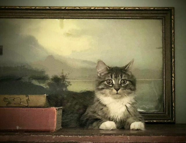 25 Photos Of Felines That Look Like “Accidental Renaissance Cats ...