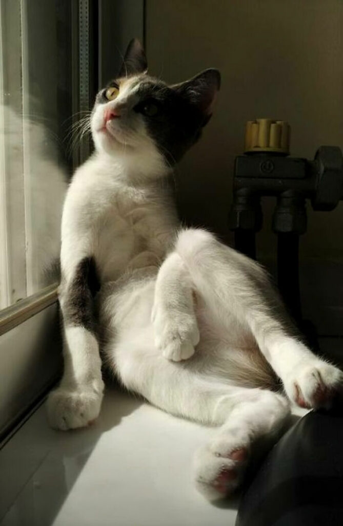 25 Photos Of Felines That Look Like “Accidental Renaissance Cats ...