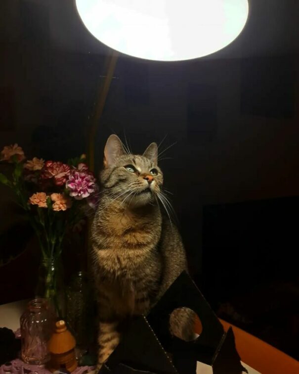 25 Photos Of Felines That Look Like “Accidental Renaissance Cats ...