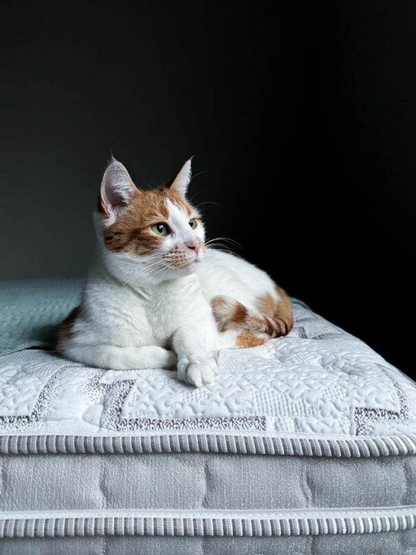 25 Photos Of Felines That Look Like “Accidental Renaissance Cats ...