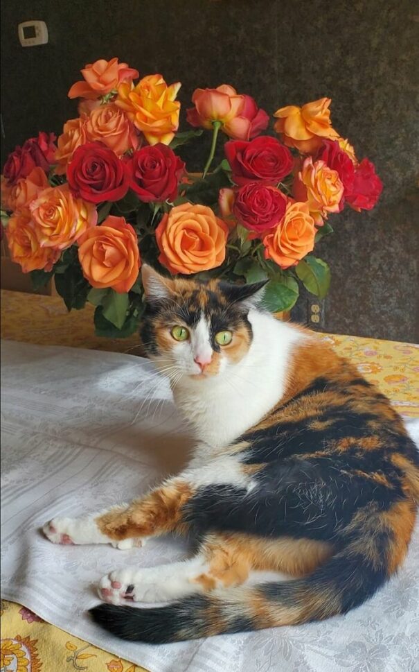 25 Photos Of Felines That Look Like “Accidental Renaissance Cats ...