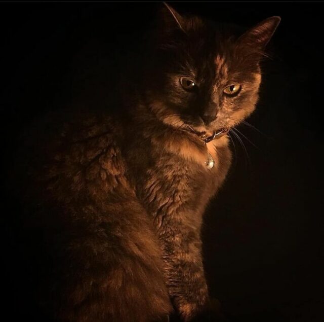 25 Photos Of Felines That Look Like “Accidental Renaissance Cats ...