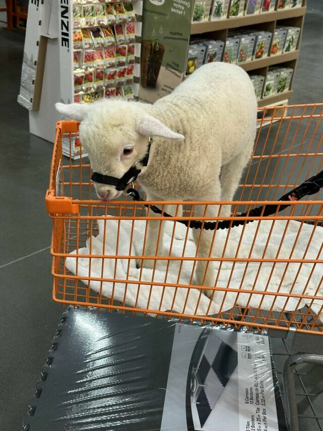 25 Of The Worst Home Depot Customers’ Crimes | DeMilked