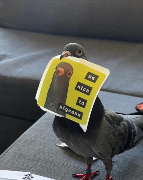 30 Times Birds Surprised People With Their Funny And Unconventional ...