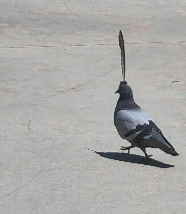 30 Times Birds Surprised People With Their Funny And Unconventional ...