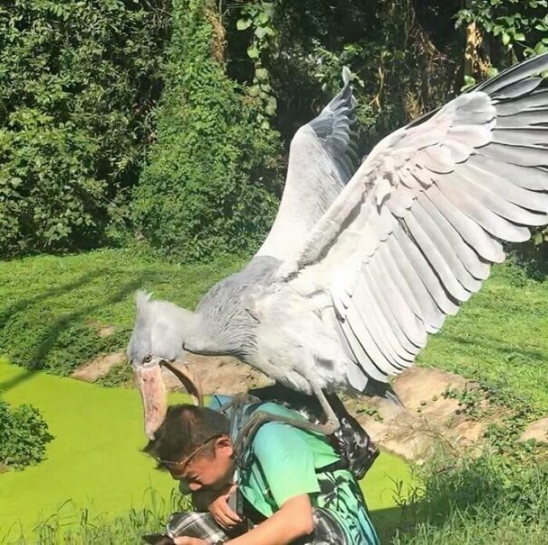30 Times Birds Surprised People With Their Funny And Unconventional ...