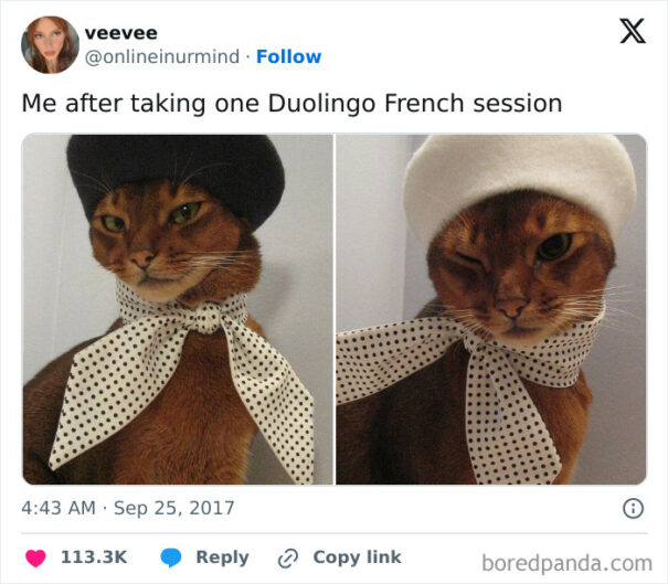 25 Duolingo Memes That May Inspire You To Learn A New Language | DeMilked
