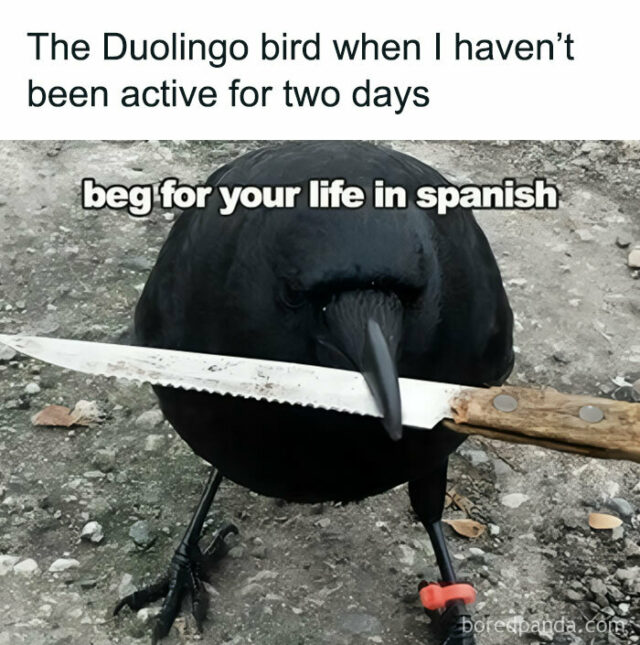 25 Duolingo Memes That May Inspire You To Learn A New Language | DeMilked