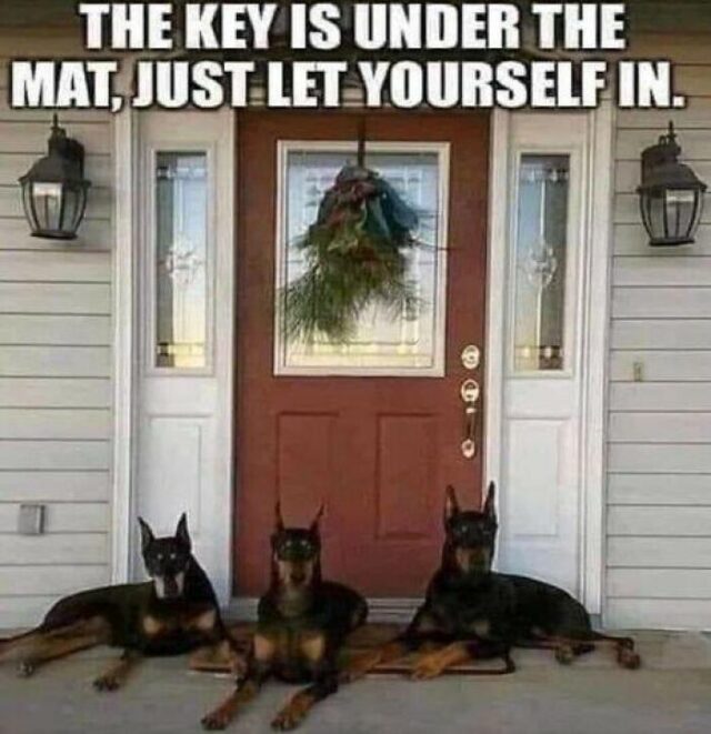 40 Cute Animal Memes To Brighten Your Day | DeMilked
