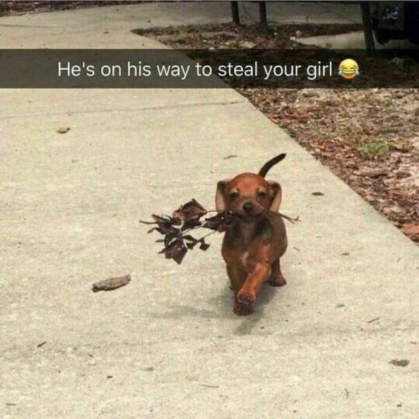 40 Cute Animal Memes To Brighten Your Day | DeMilked