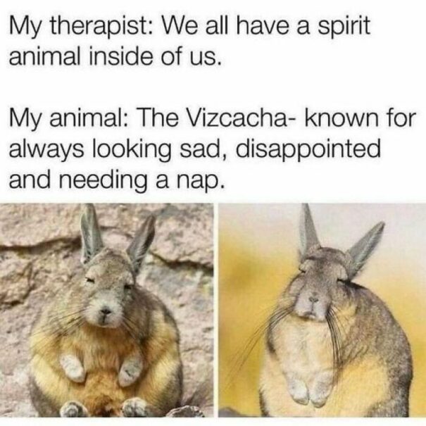 40 Cute Animal Memes To Brighten Your Day | DeMilked