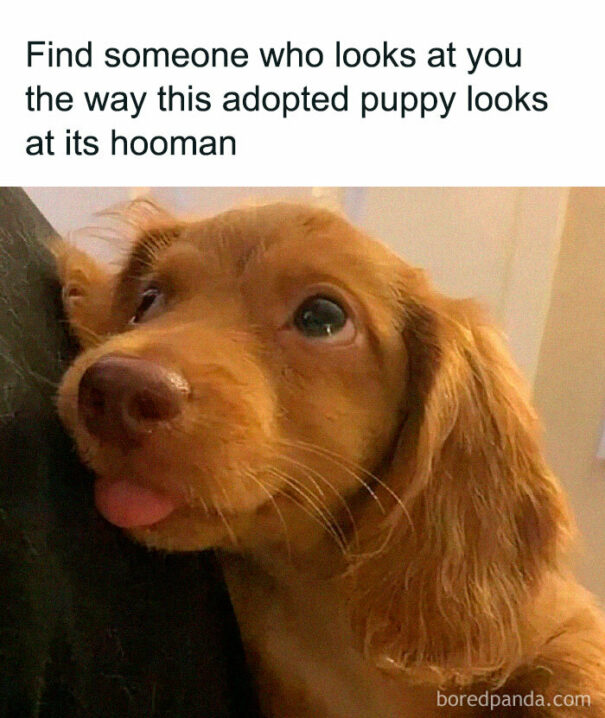 40 Cute Animal Memes To Brighten Your Day | DeMilked