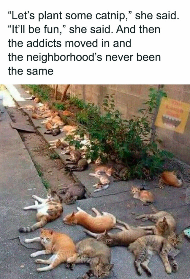 40 Cute Animal Memes To Brighten Your Day | DeMilked