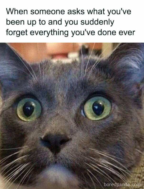 40 Cute Animal Memes To Brighten Your Day | DeMilked