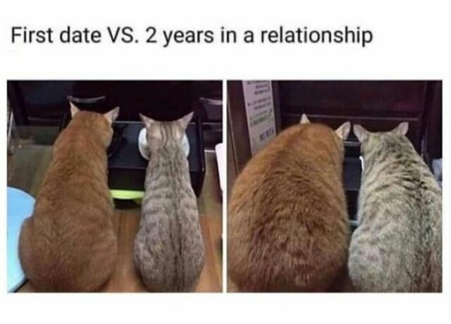 40 Cute Animal Memes To Brighten Your Day | DeMilked