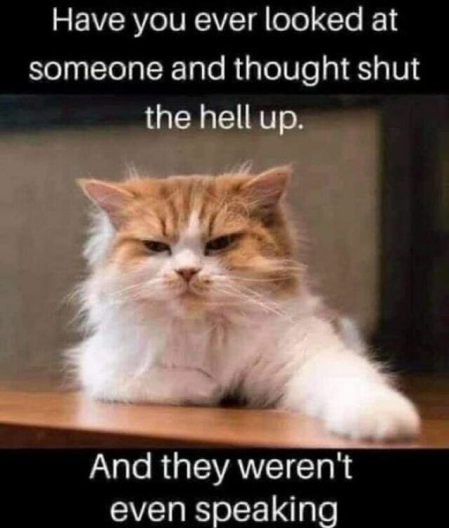 40 Cute Animal Memes To Brighten Your Day | DeMilked