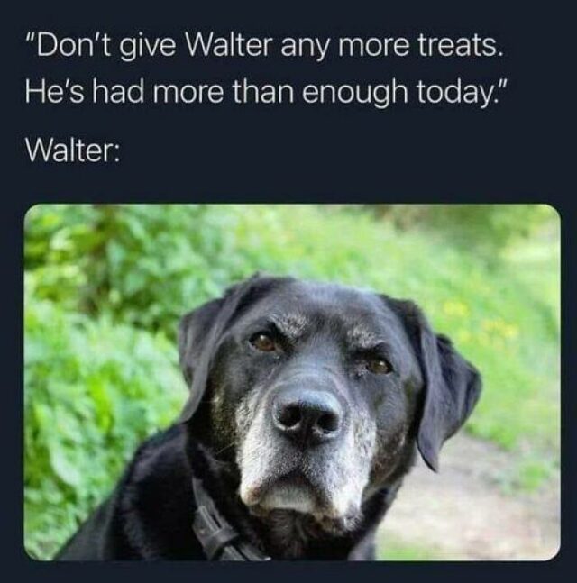 40 Cute Animal Memes To Brighten Your Day | DeMilked