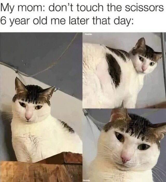 40 Cute Animal Memes To Brighten Your Day | DeMilked