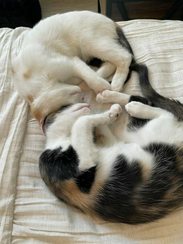 40 Wholesome Photos Of Adopted Pets Thriving In Their New Homes | DeMilked